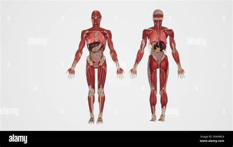 Illustrazione Anatomica Degli Organi Interni Umani Foto Stock Alamy