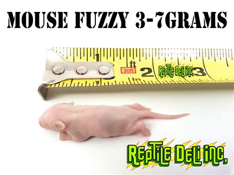 Frozen Mouse Fuzzy Reptile Deli Inc