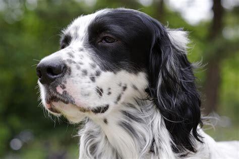 El adiestramiento del setter inglés perro especialista en la caza de