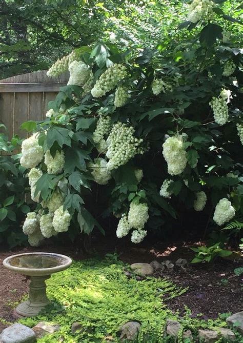 22 Stunning Oakleaf Hydrangea Varieties Balcony Garden Web