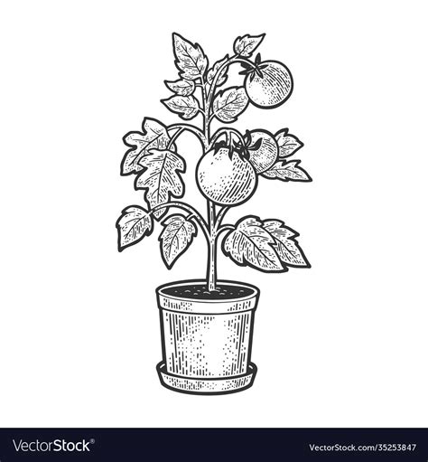 Tomato Leaves Drawing