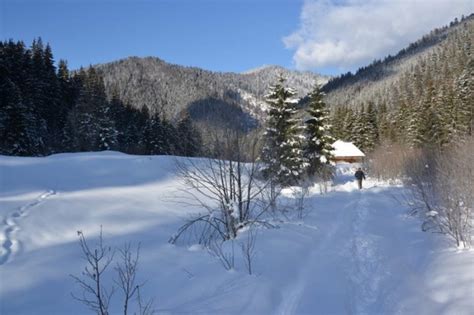 Сліди диких тварин на снігу рахували сьогодні природоохоронці на Міжгірщині