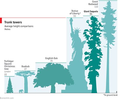 Sequoia Tree Height