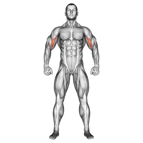 Top 12 Long Head Bicep Exercises For Massive Peaks In 2025