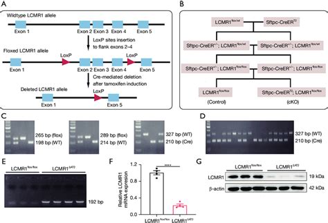 Generation And Verification Of Tamoxifen Inducible At2 Cell Specific Download Scientific