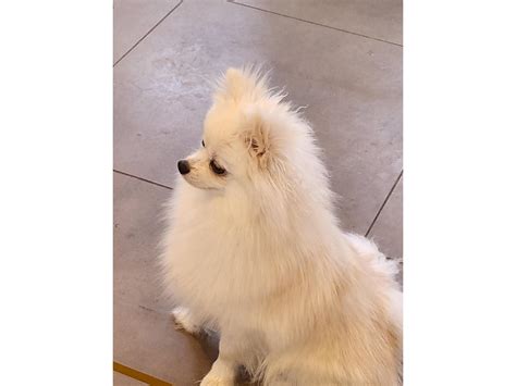 웰시코기 치와와 닥스훈트 고양이입양 요크셔테리어 토이푸들 유기견보호소 러시안블루 꽁이 강아지입양 고양이입양 도그마루 보호소 펫샵 유기견센터 유기묘 유기견