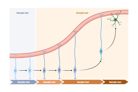 Neuron And Glia Development Layout Biorender Science Templates