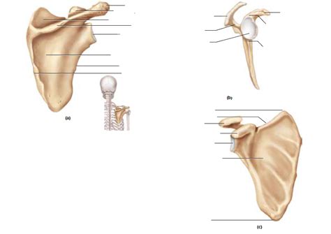 Biology Lab Key Terms Definitions For Scapula Study Flashcards
