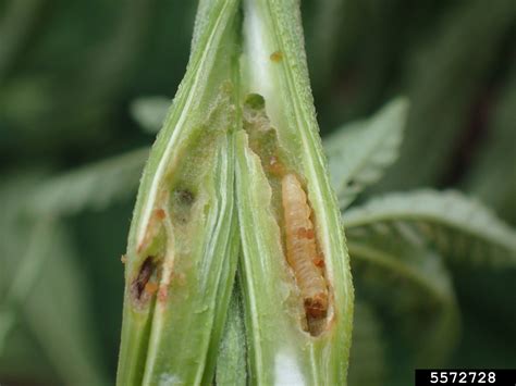 Eurasian Hemp Borer Grapholita Delineana