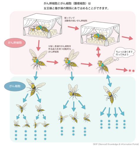 がん 幹細胞情報データベースプロジェクトskip Stemcell Knowledge And Information Portal