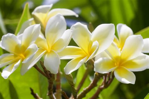 Everything You Need To Know About Plumeria In Hawaiʻi Hawaii Magazine