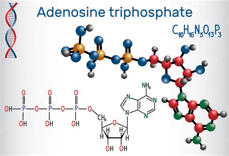 Premium Vector Adenosine Triphosphate Atp Molecule