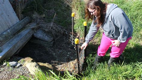 Stormwater Woes Overflow Nz Herald