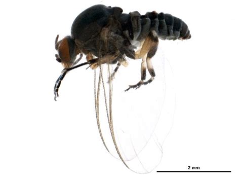 Black Fly Simulium Sp Collected At Mount Moresby Adventure Camp In
