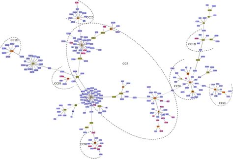 the minimum spanning tree was constructed by the goeburst algorithm