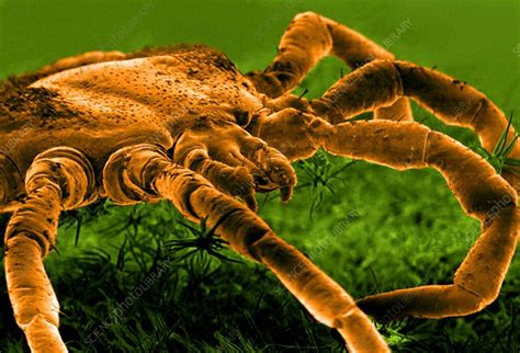 Tick Sem Stock Image C010 5297 Science Photo Library