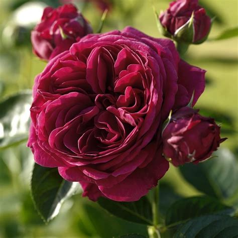 Marietta® | Roses' Name