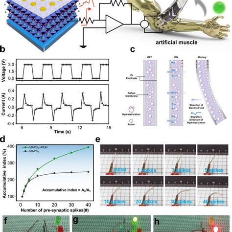 Neuromuscular Electronic System A Configuration Of Perovskite