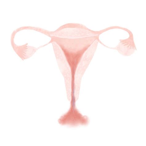 Clip Art Of A Reproductive Diagram Illustrations Royalty Free Vector
