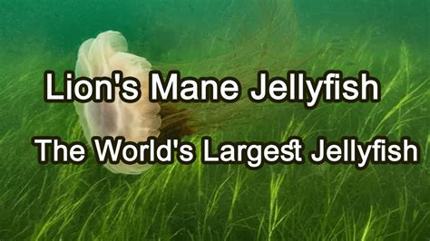 Lion S Mane Jellyfish The World S Largest Jellyfish