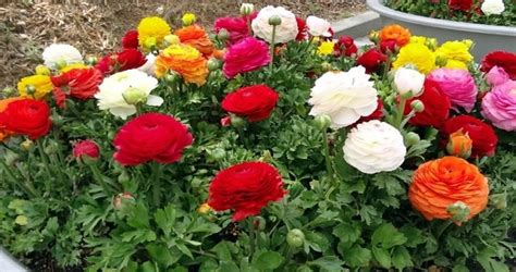 Лютики садовые Посадка и уход фото многолетние в горшке открытом грунте