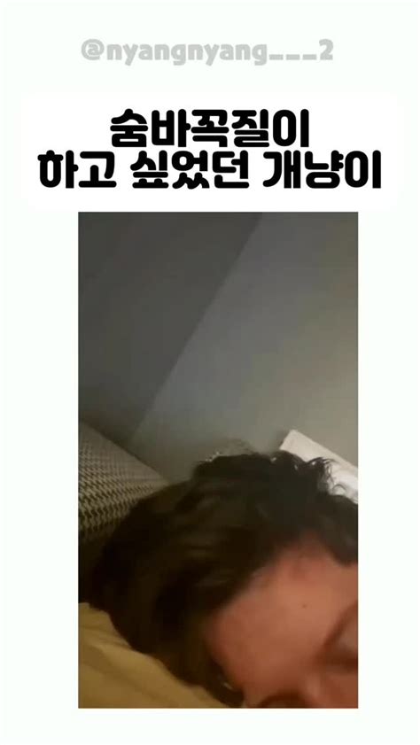 미야옹 잘 속는 냥냥이 유머 유머스타그램 웃긴짤 재밌는짤 웃스타그램 웃긴스타그램 유머짤 웃음 Daily 고양이 웃김 ㅋㅋㅋㅋ 캣 Cat