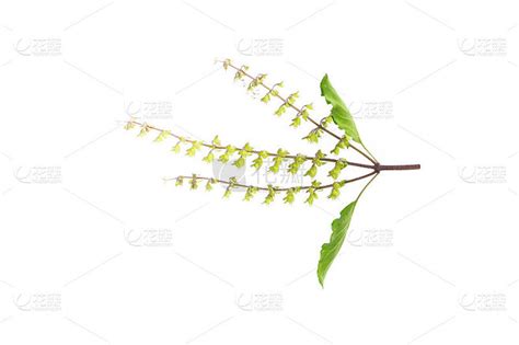 圣罗勒 Ocimum sanctum 孤立在白色背景上