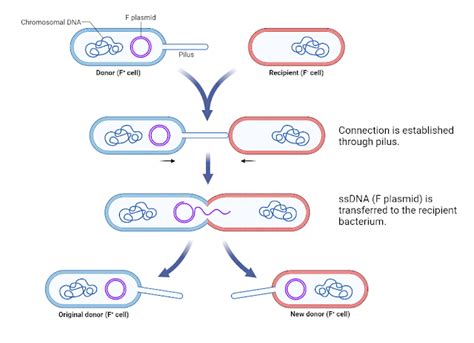 Reproduction Method Of Bacteria Binary Fission Conjugation Transformation Transduction
