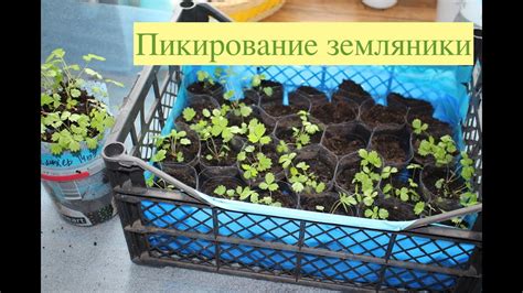 Пикировка земляники. Руяна и Барон Солемахер - YouTube