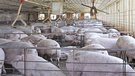 5 Tips How To Start A Pig Farming Business Mzansi Magazine