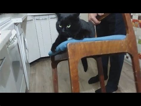 Качели для Игрового Кота 🥰🎈🎉 - YouTube
