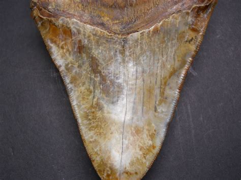 Front Side Member Collections The Fossil Forum