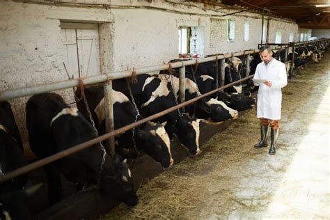 Cowsheds Stock Photos Royalty Free Cowsheds Images Depositphotos