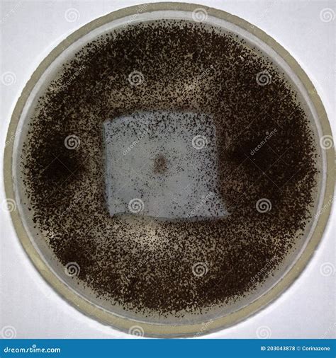 Aspergillus Niger Fungus And Bacteria Growing On Sabouraud Dextrose