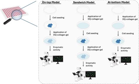 Schematic Representation Of Cell In Situ Collagen Zymography Assay