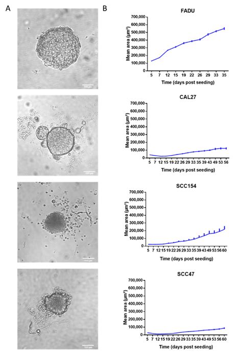 Hpv Negative And Hpv Positive Hnc Cells Formed 3d Spheroids A Images