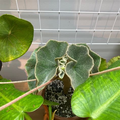 Seeds Begonia Venosa Fuzzy Semi Succulent Brazilian Begonia Etsy