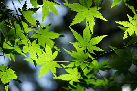 秋天的树叶 秋季 夏天 Pixabay上的免费照片