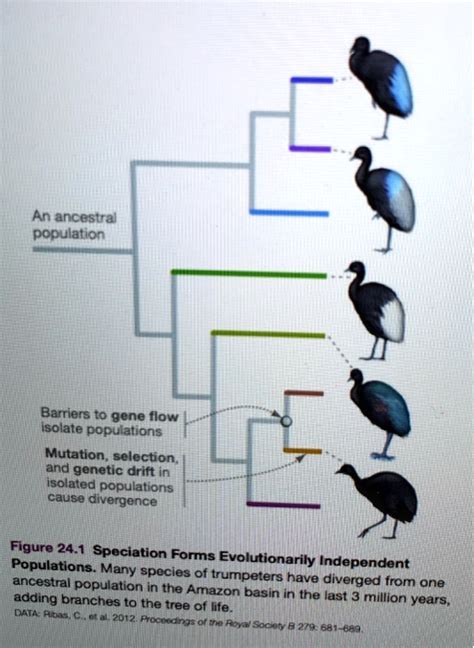 An Ancestral Population Barriers To Gene Flow Isolate Populations Mutation Selection And Genetic