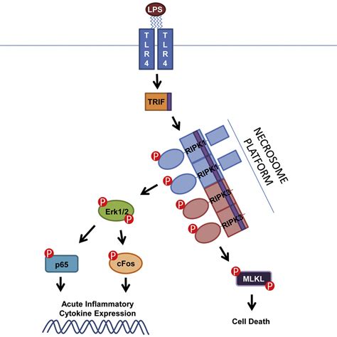 Ripk1 And Ripk3 Kinases Promote Cell Death Independent Inflammation By