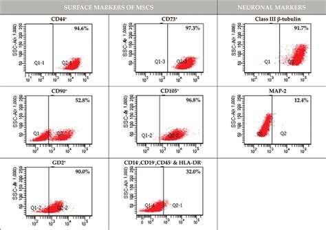 Expression Of Msc Surface And Postmitotic Neuron Markers By Flow