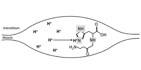 Histidine What Is It Benefits And Properties【hsn Blog】