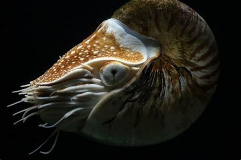 Nautilus Creationwiki The Encyclopedia Of Creation Science