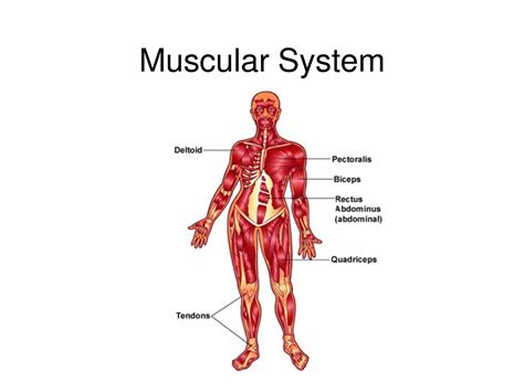 Label The Muscular System