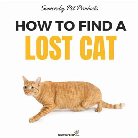 Lost Cats How To Find Them And Why Do They Go Missing