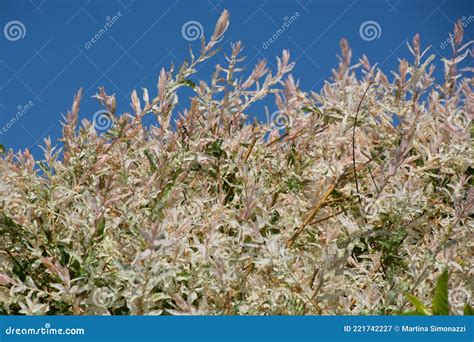 Willow With Variegated Pink White Green Leaves In Spring Sun Stock
