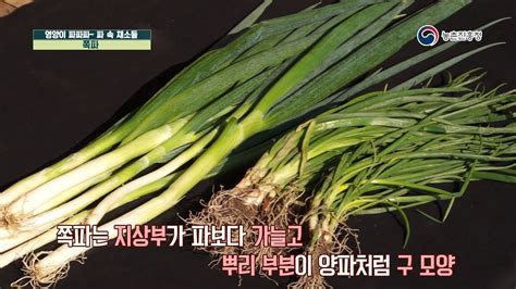 파와 파 속 식물 이야기 4 쪽파와 샬롯 Youtube