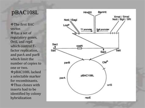 Artificial Chromosomes Yac And Bac Pptx Genetics Science