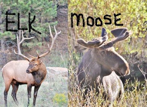 Moose Or Elk How To Tell The Difference