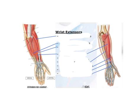 Wrist Extensors Quiz